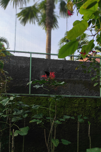Kemenuh Butterfly Park Bali: A Must-Visit Destination in Bali